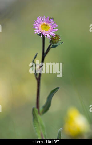 Alpine fleabane (Erigeron alpinus), blooming, Switzerland Stock Photo ...