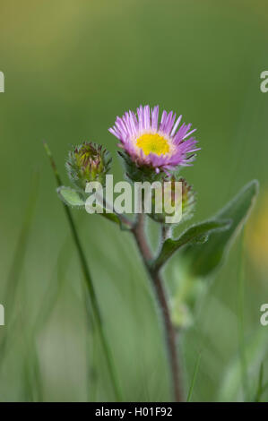 Erigeron alpinus; Alpine Fleabane Stock Photo - Alamy