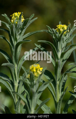 Roman Shield (Fibigia clypeata), blooming Stock Photo - Alamy