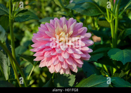 georgina (Dahlia 'Bel Amour', Dahlia Bel Amour), cultivar Bel Amour ...