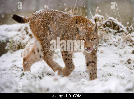 Eurasian lynx (Lynx lynx) in the snow, Bavarian Forest, Bavria, Germany ...