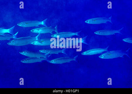 Fringelip mullet (Crenimugil crenilabis) school in shallow water ...