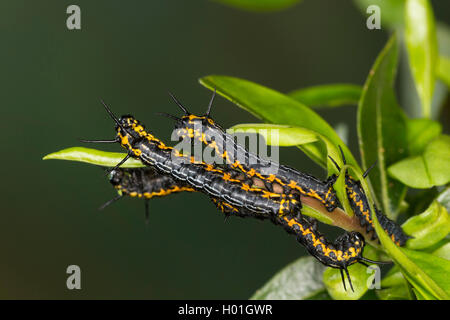 A larva of the Owl Moth Stock Photo - Alamy