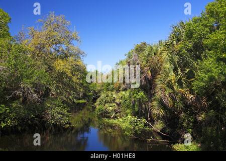 subtropical swamp forest, USA, Florida, Myakka National Park Stock ...
