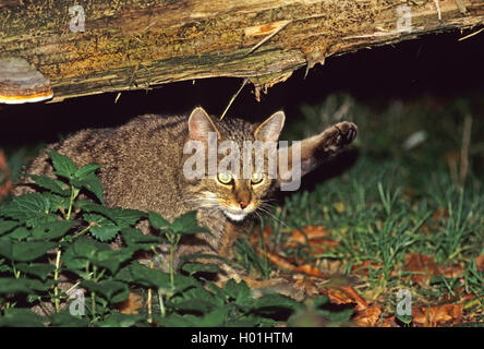 Hunting European wildcat / wild cat (Felis silvestris silvestris ...