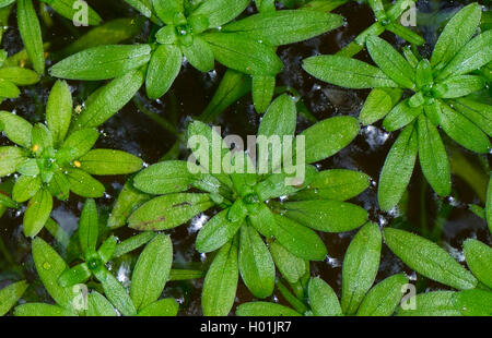 Common water-starwort Callitriche palustris leaves leaves in water in ...