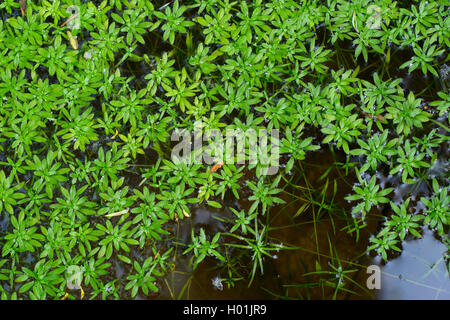 Common water-starwort Callitriche palustris leaves leaves in water in ...