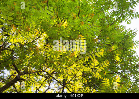 A photograph of Ailanthus altissima (Tree of Heaven) taken on November ...