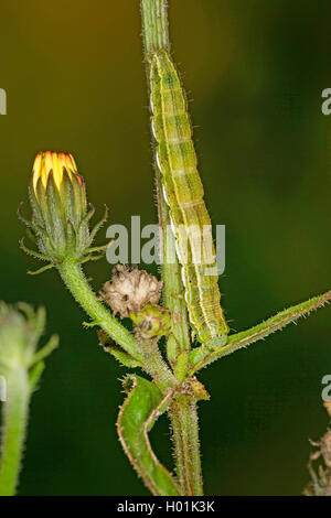 Caterpillar of the marbled clover moth (Heliothis viriplaca) feeding on ...