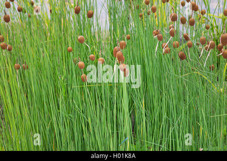 Dwarf Bulrush (Typha minima), fruit, Europe Stock Photo - Alamy