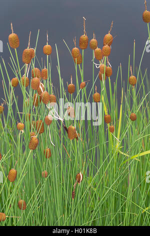 Dwarf Bulrush, Miniature Cattail, Least Bulrush (Typha minima ...