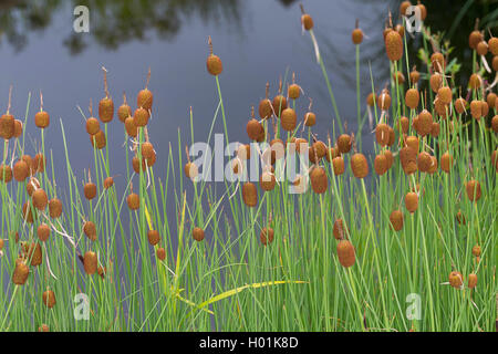 Dwarf Bulrush (Typha minima), fruit, Europe Stock Photo - Alamy