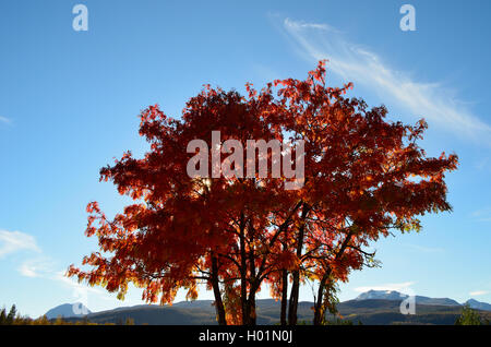 strong vibrant colors on rowan tree in late autumn Stock Photo - Alamy