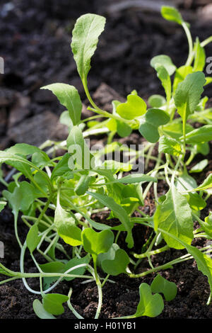 Charlock Sinapis arvensis seedling cotyledons only Stock Photo - Alamy