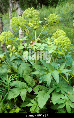 Garden angelica (Angelica archangelica), blooming, Germany Stock Photo ...