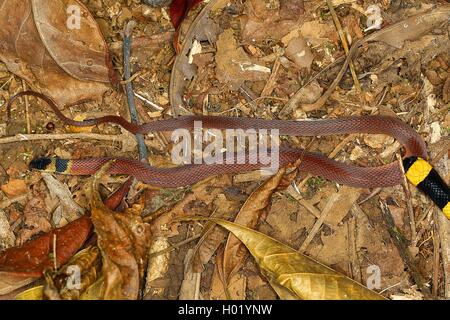 Ring-necked coffee snake; Ninia diademata; Tropical wet forest ...