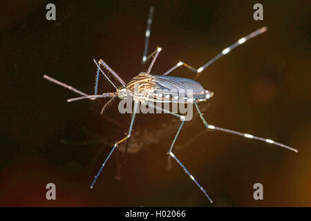 Asian Bush Mosquito (Aedes japonicus Stock Photo - Alamy