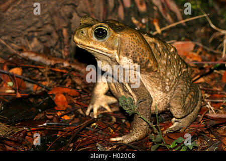A Costa Rican Cane Toad Stock Photo - Alamy