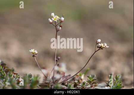 Spring draba, Shadflower, Nailwort, Vernal whitlow grass, Early witlow ...