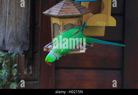 Halsbandsittich, Halsband-Sittich, Kleiner Alexandersittich (Psittacula ...