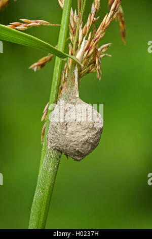 Liocranid sac spiders (Agroeca brunnea), on the ground, Germany Stock ...