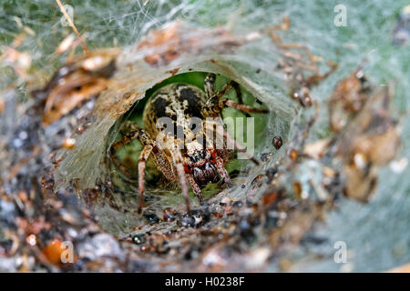 Labyrinthspinne, Labyrinth-Spinne (Agelena labyrinthica), lauert in ...