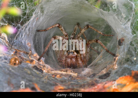 Labyrinthspinne, Labyrinth-Spinne (Agelena labyrinthica), lauert in ...