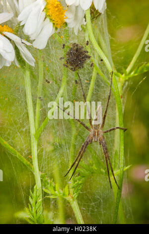 Listspinne, List-Spinne, Raubspinne, Raub-Spinne, Brautgeschenkspinne ...