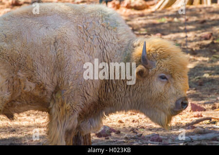 Amerikanischer Bison, Waldbison, Bueffel (Bison bison athabascae ...