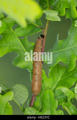 Red headed Chestnut (Conistra erythrocephala) adult on a leaf seen head ...