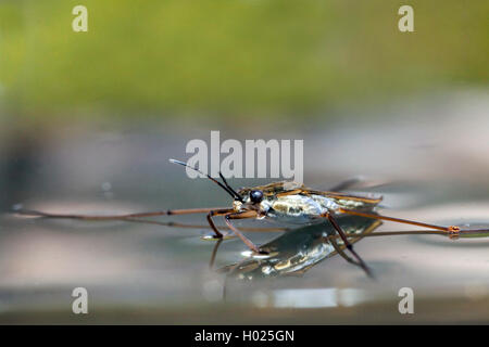 water crickets, broad-shouldered water striders (Velia spec.), sucks ...