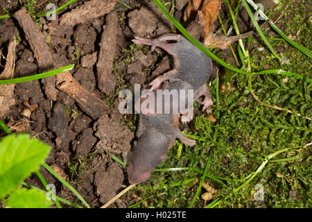 Gartenspitzmaus, Garten-Spitzmaus (Crocidura suaveolens), zwei noch ...