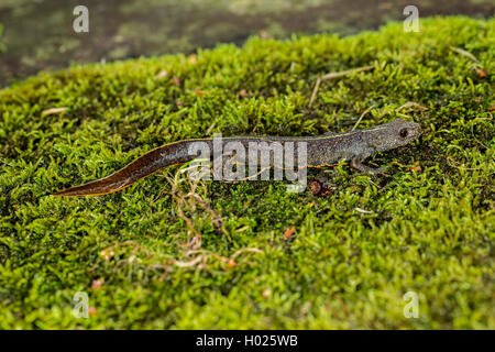 Italian crested newt (Triturus carnifex) male surfacing, showing ...
