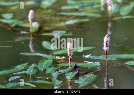 amphibious bistort (Persicaria amphibia, Polygonum amphibium), blooming ...