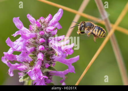Small anthid bee, Wool carder (Rhodanthidium siculum, Anthidium siculum ...