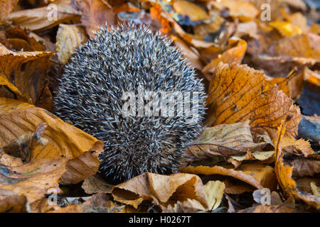Europaeischer Igel, Westeuropaeischer Igel, Westigel, West-Igel ...
