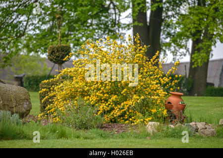 Japanese Rose, Jew's Mallow, Jews Mallow (Kerria japonica 'Plenifolia ...