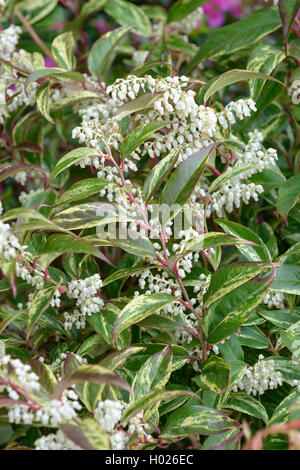 Drooping leucothoe, Rainbow Fetterbush (Leucothoe fontanesiana), branch ...