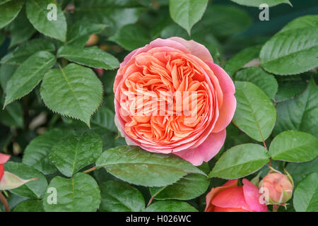 ornamental rose (Rosa 'Chippendale', Rosa Chippendale), cultivar ...