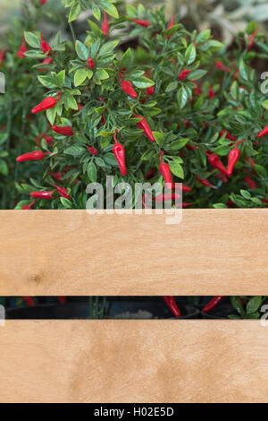 Artificial chili peppers Stock Photo - Alamy