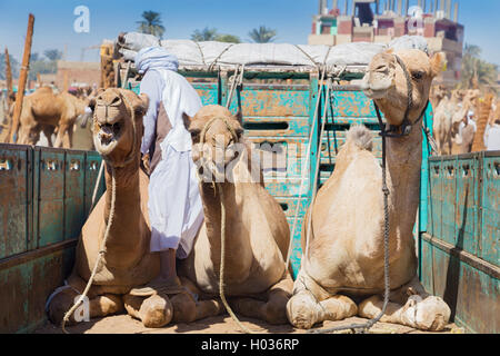 Camels on a pick-up truck Stock Photo - Alamy