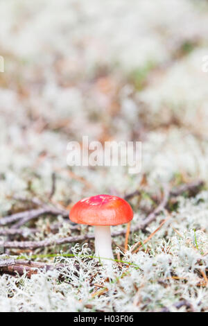 Russula mushroom in forest. Little edible fungus. Edible tasty mushroom ...
