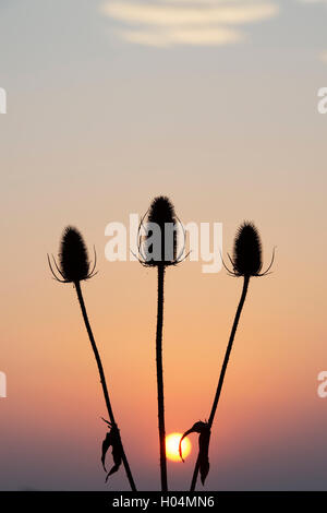 Silhouette of teasel plants in the English countryside infront of the ...
