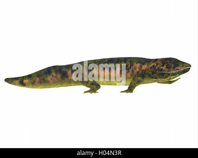 Dendrerpeton was an extinct genus of amphibious carnivore from the ...