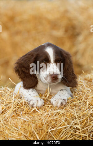 Moss, a 12 week old Springer Spaniel puppy plays on bales of straw at ...
