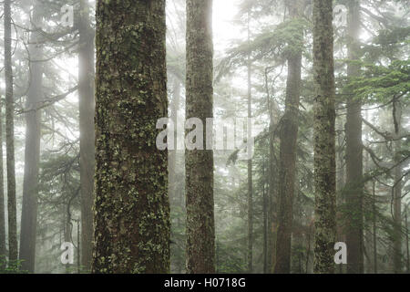 Trees and fog, Seattle Park, Mount Rainier National Park, Washington ...