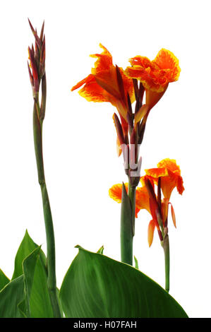 Kolaboti flower of Indian subcontinent Stock Photo - Alamy