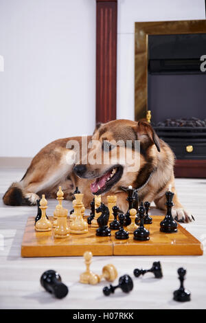 Dog and chess against a fireplace Stock Photo - Alamy