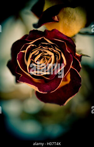 A decaying Rose Stock Photo - Alamy