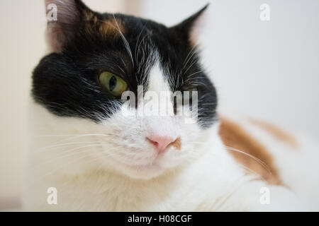Tricolor / Calico cat, Tokyo, Japan Stock Photo - Alamy